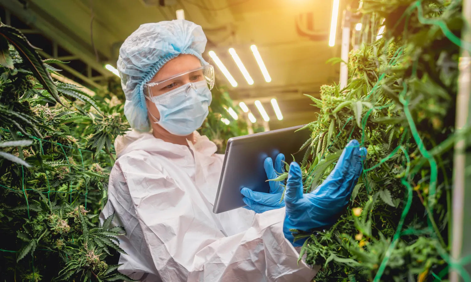 Know Your Weed: Zenzuri’s Third-Party Lab Testing Process– ZENZURI